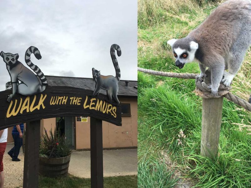 Longleat Safari Park – You need to visit | Family Travel Blog