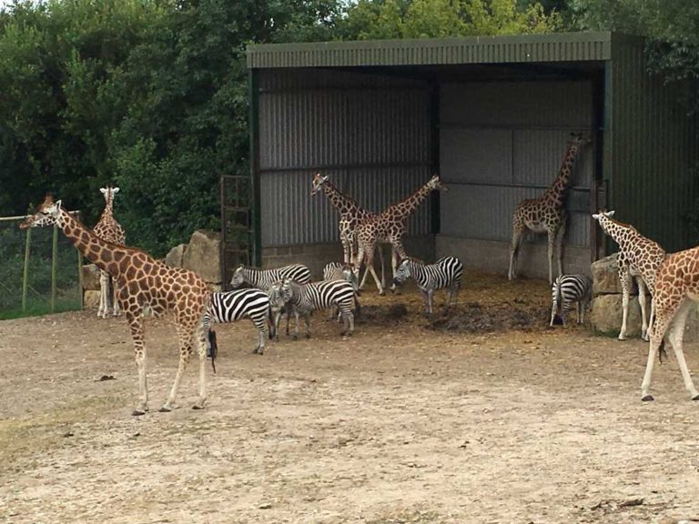 Longleat Safari Park – You need to visit | Family Travel Blog
