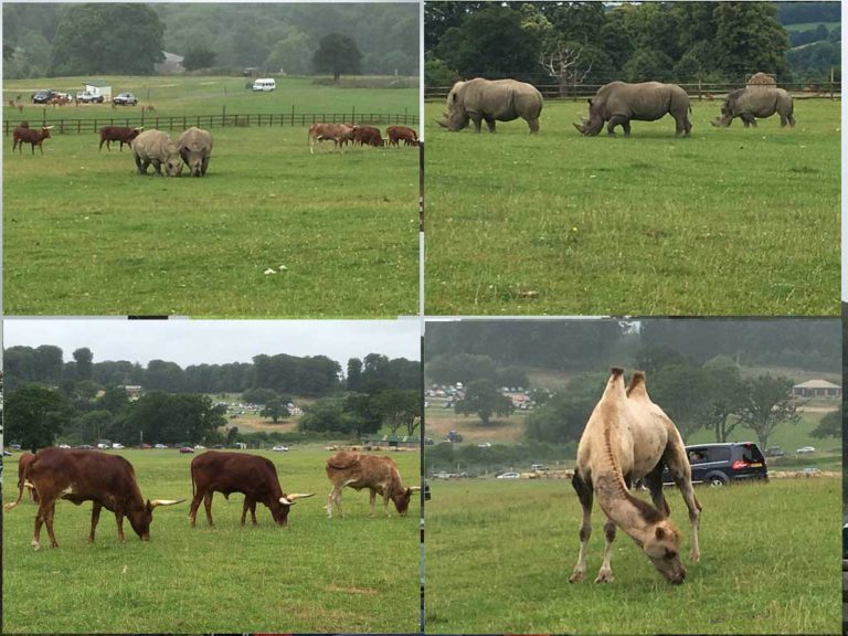 Longleat Safari Park – You need to visit | Family Travel Blog