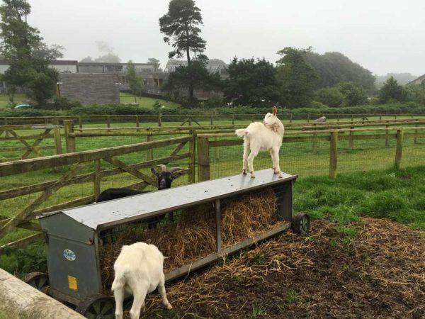 Margam Country Park – You need to visit | Family Travel Blog