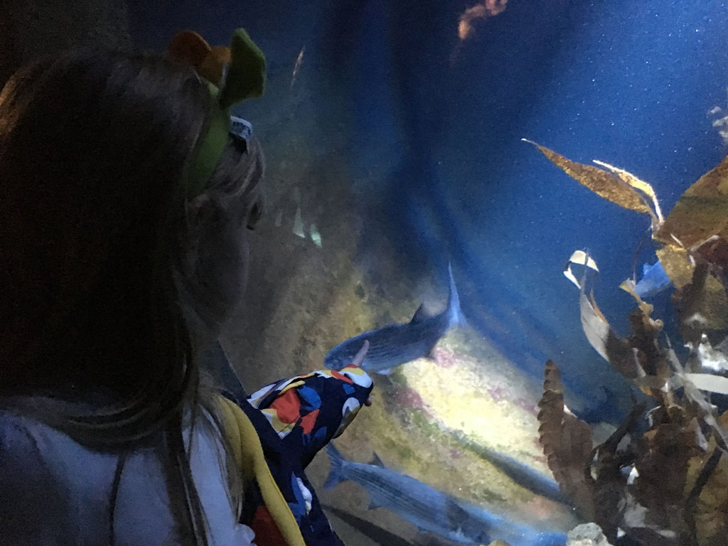 Sea Life London Aquarium Review – You need to visit | Family Travel Blog
