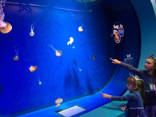 Sea Life Manchester Aquarium - Review – You need to visit | Family ...