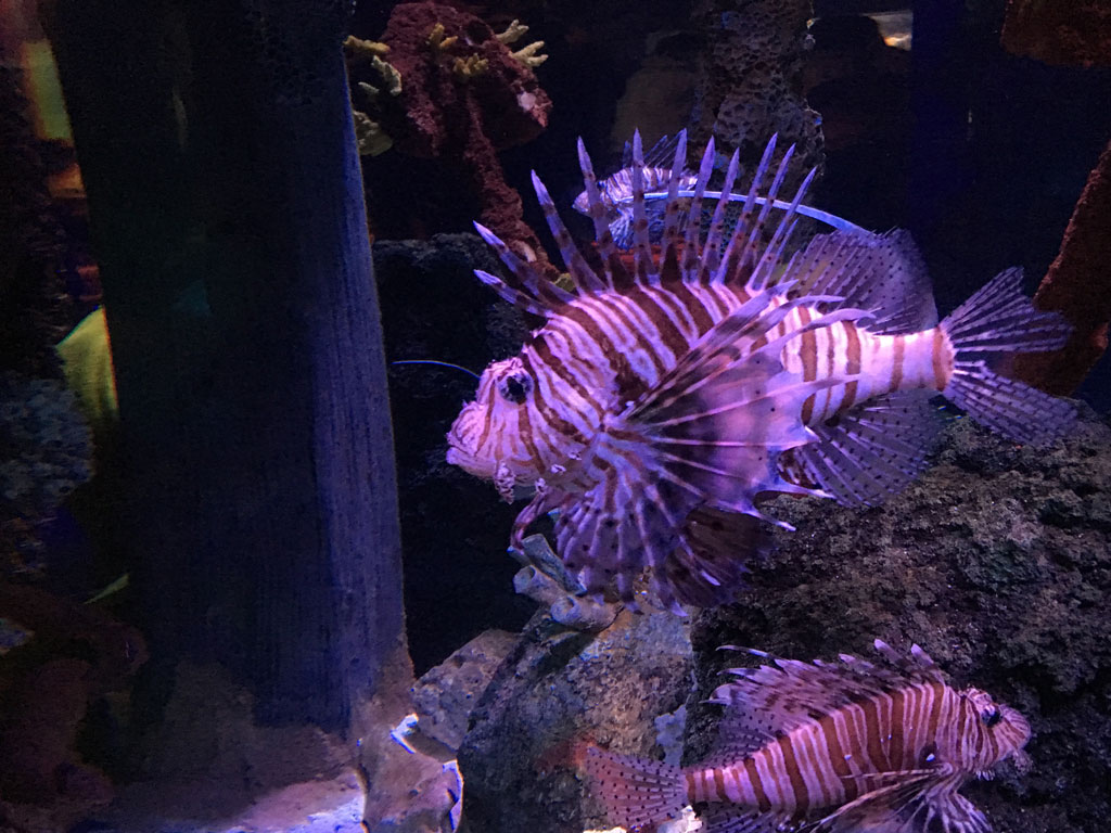 Sea Life Manchester Aquarium - Review – You need to visit | Family ...