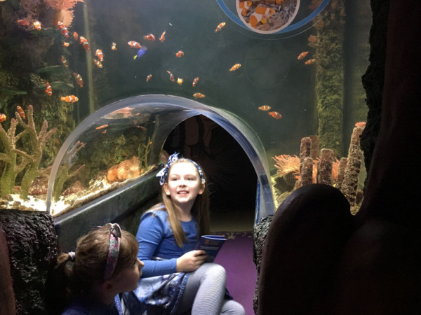 Sea Life Manchester Aquarium - Review – You need to visit | Family ...