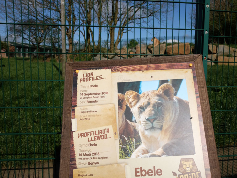 Folly Farm Adventure Park and Zoo Review – You need to visit | Family ...