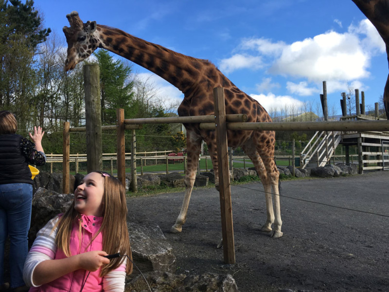 Folly Farm Adventure Park and Zoo Review – You need to visit | Family ...