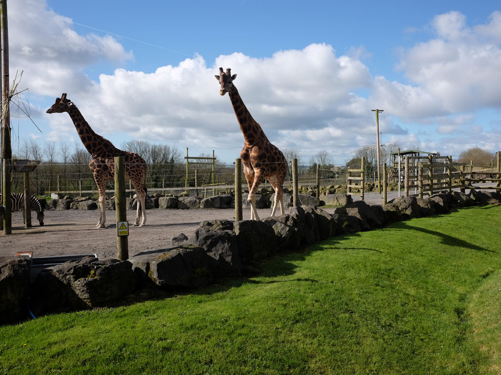 Folly Farm Adventure Park and Zoo Review – You need to visit | Family ...