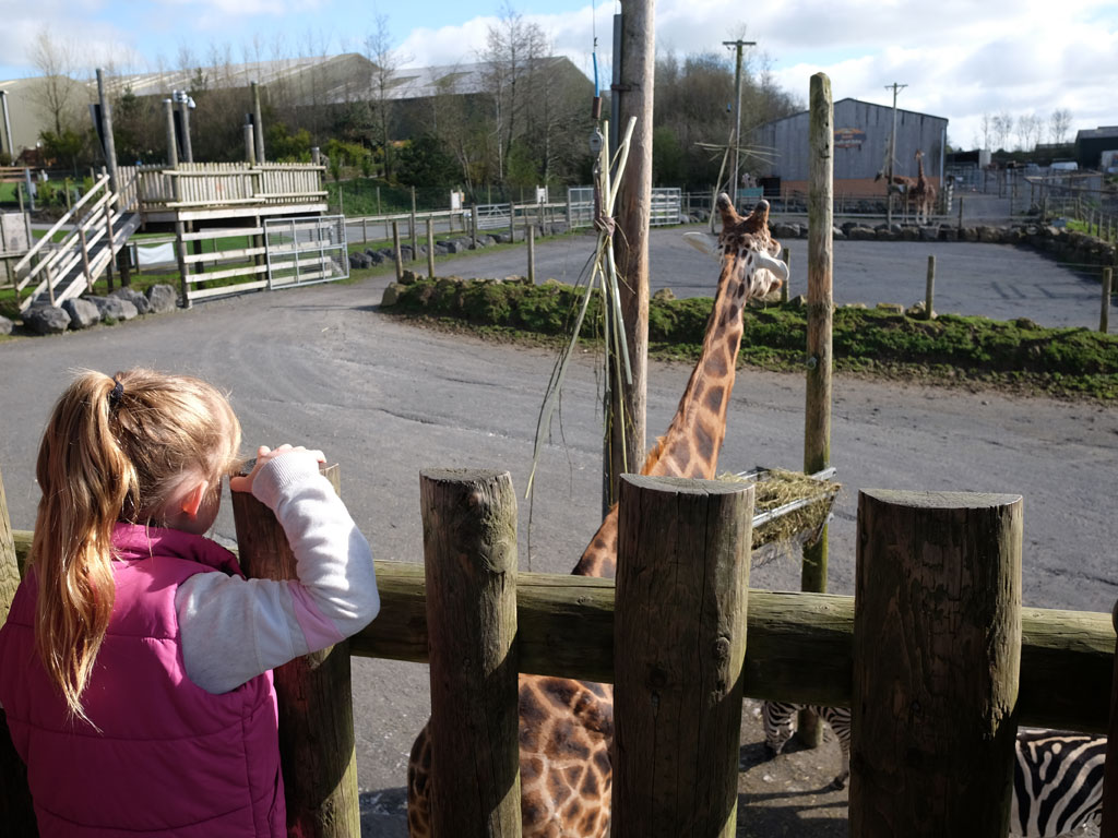 Why you should book a Giraffe feeding experience at Folly Farm – You ...