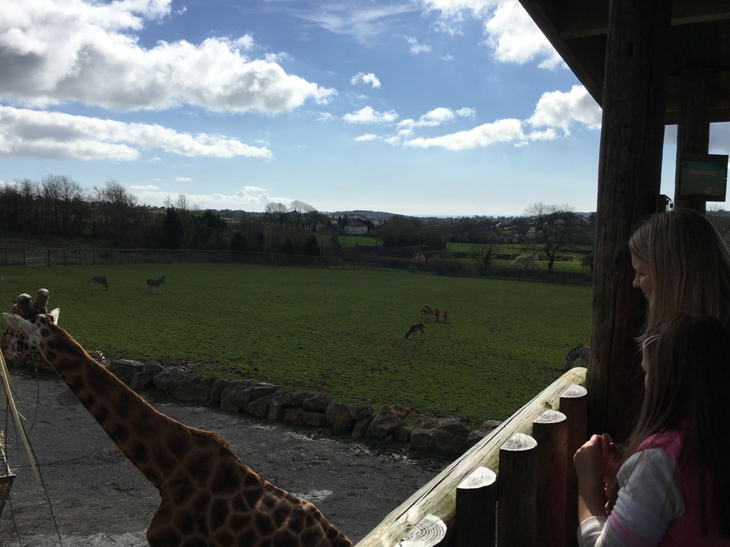 Why you should book a Giraffe feeding experience at Folly Farm – You ...