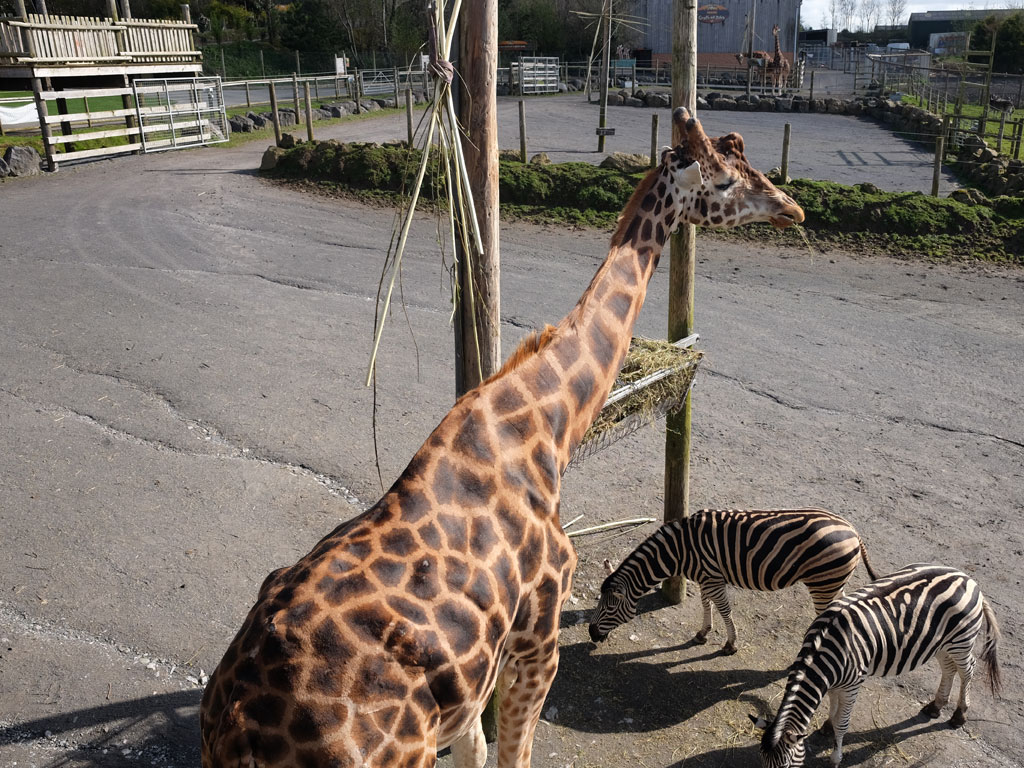Why you should book a Giraffe feeding experience at Folly Farm – You ...