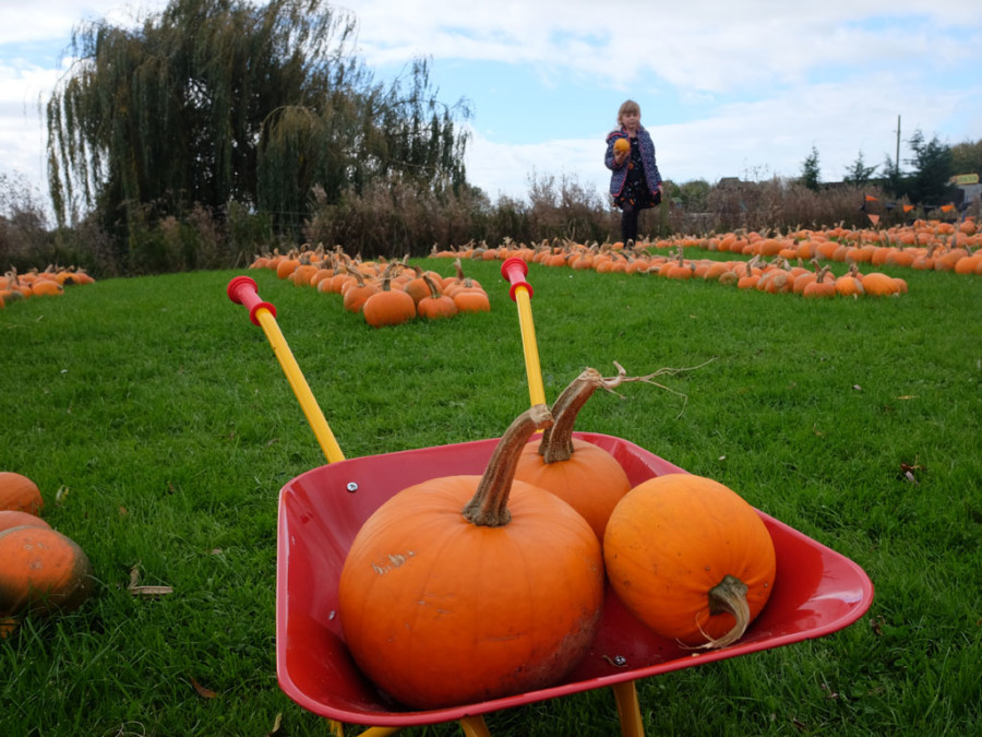 Best places in the UK to pick your own pumpkin this Halloween 2023 ...