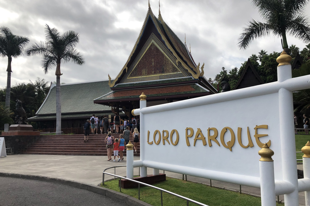 Tenerife - Loro Parque Review – You need to visit | Family Travel Blog