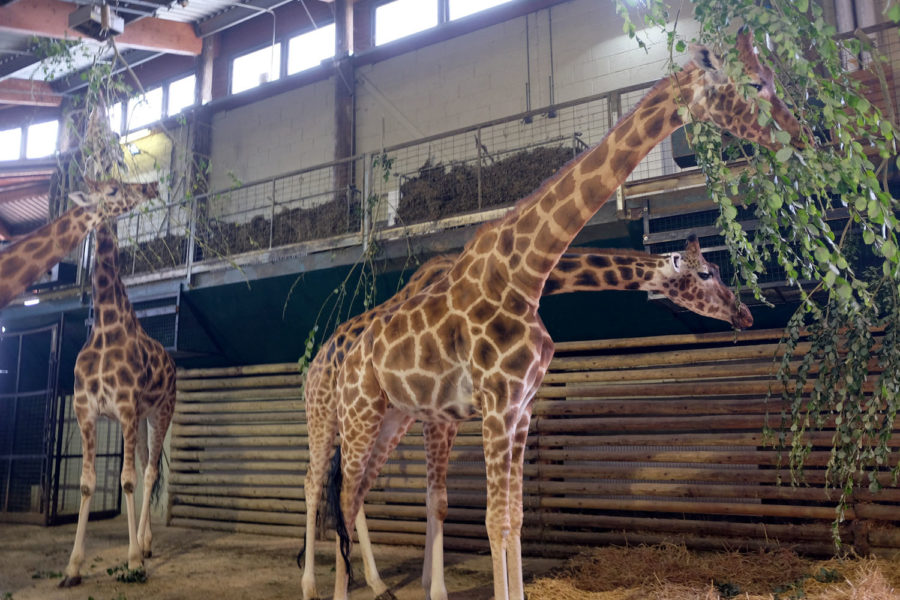 Marwell Zoo Review – You need to visit | Family Travel Blog