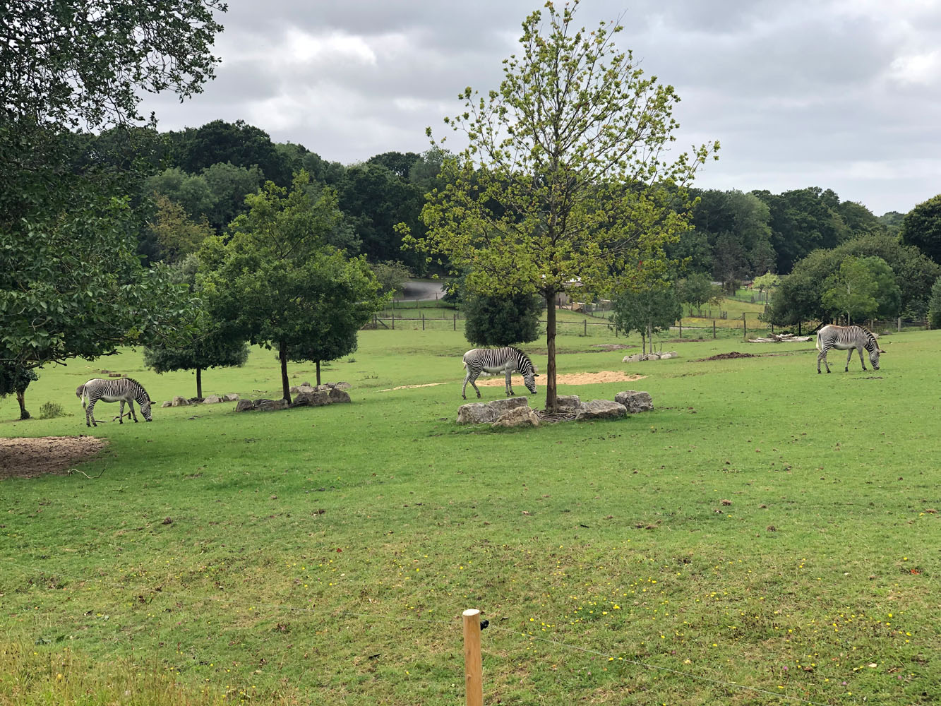 Marwell Zoo Review – You need to visit | Family Travel Blog