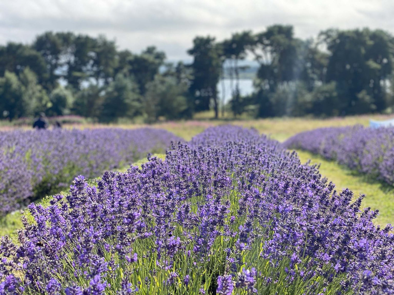 10 of the Most Beautiful Lavender Fields in the UK – You need to visit ...