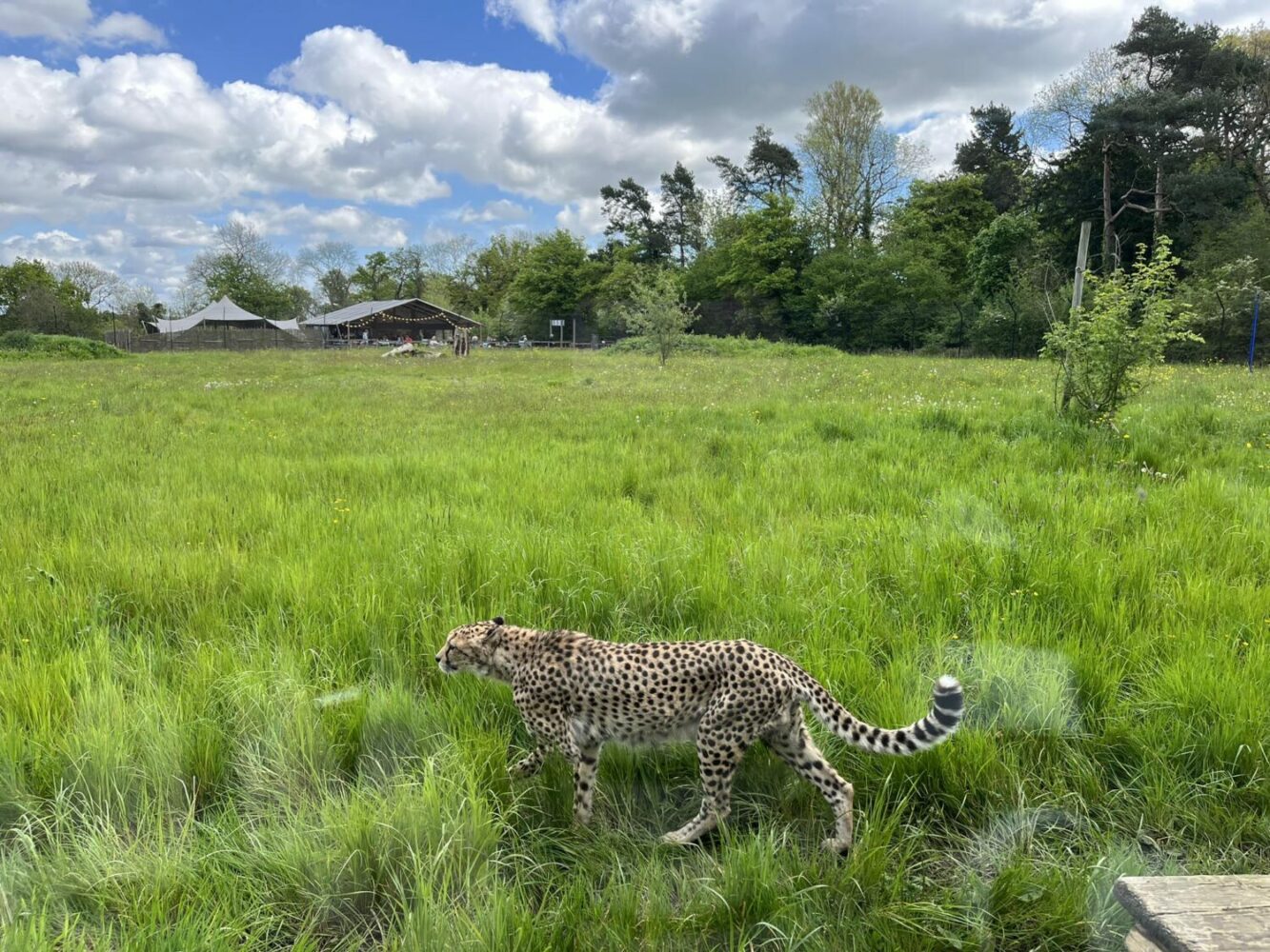 Review - Bristol Zoo Project – You need to visit | Family Travel Blog